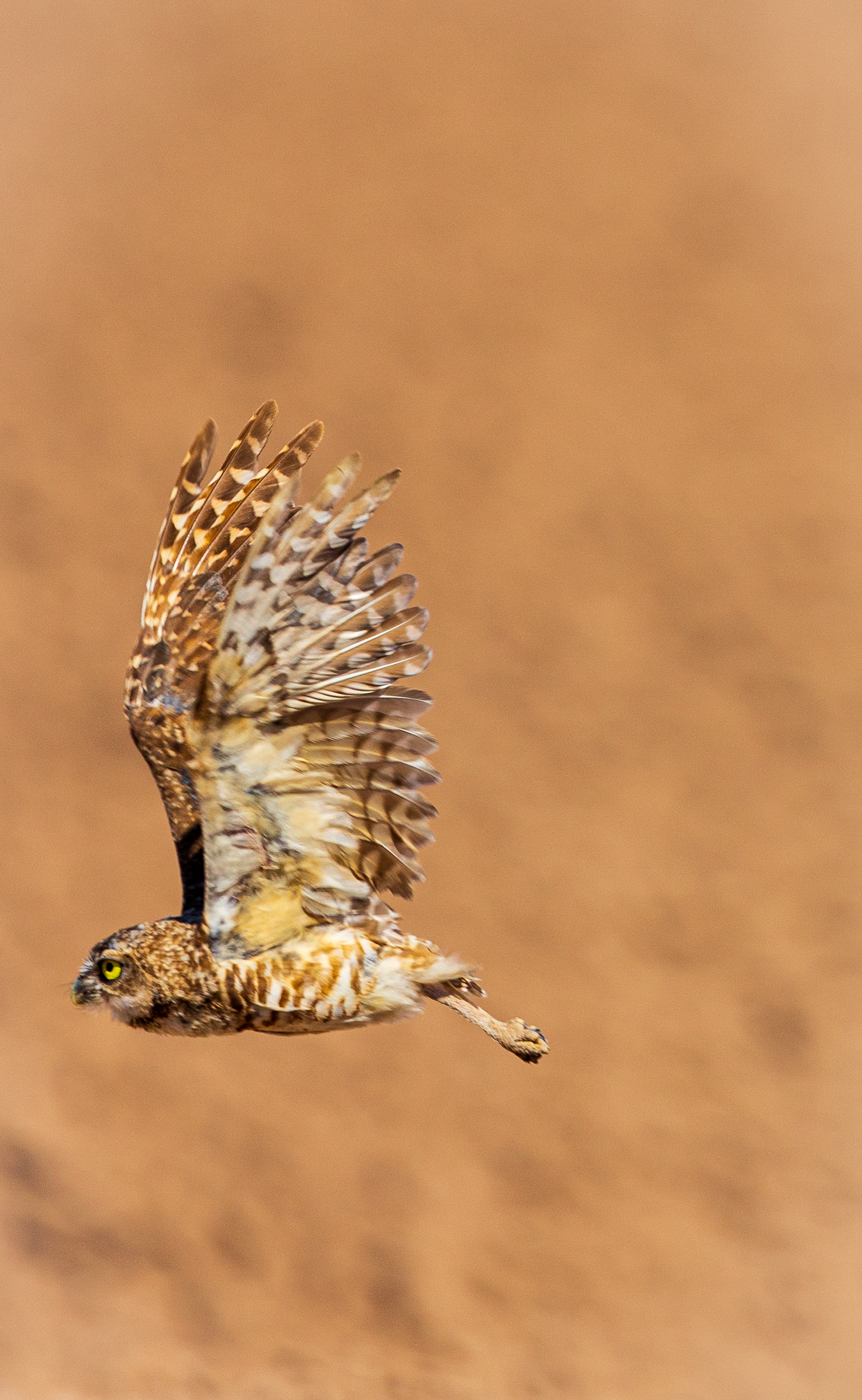 Solved: Out of focus fast moving targets EOS R6 Mark II - Canon Community