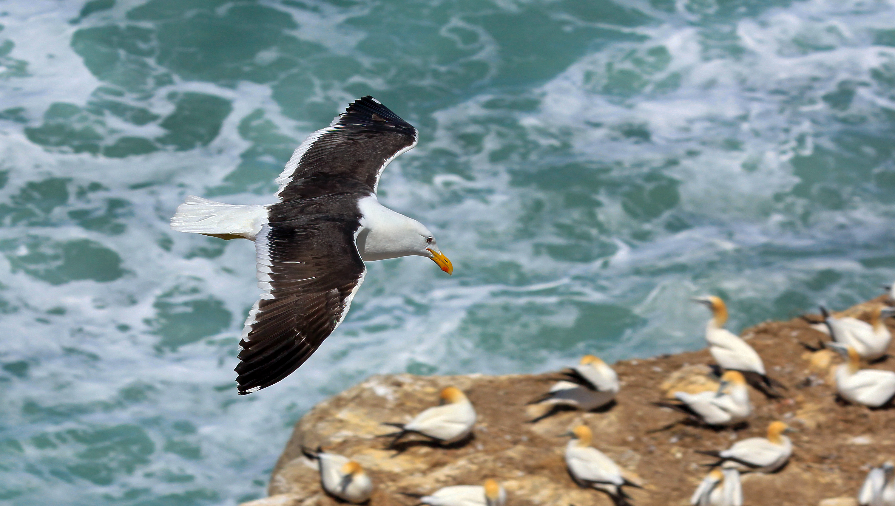 55-250mm lens won't focus on moving objects - Page 2 - Canon Community