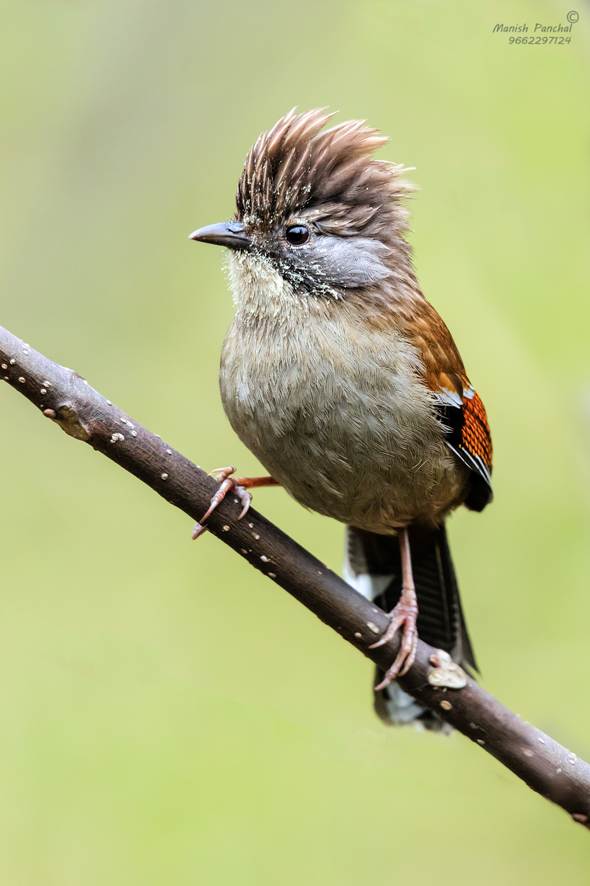 Hoary-throated Barwing - Canon Community