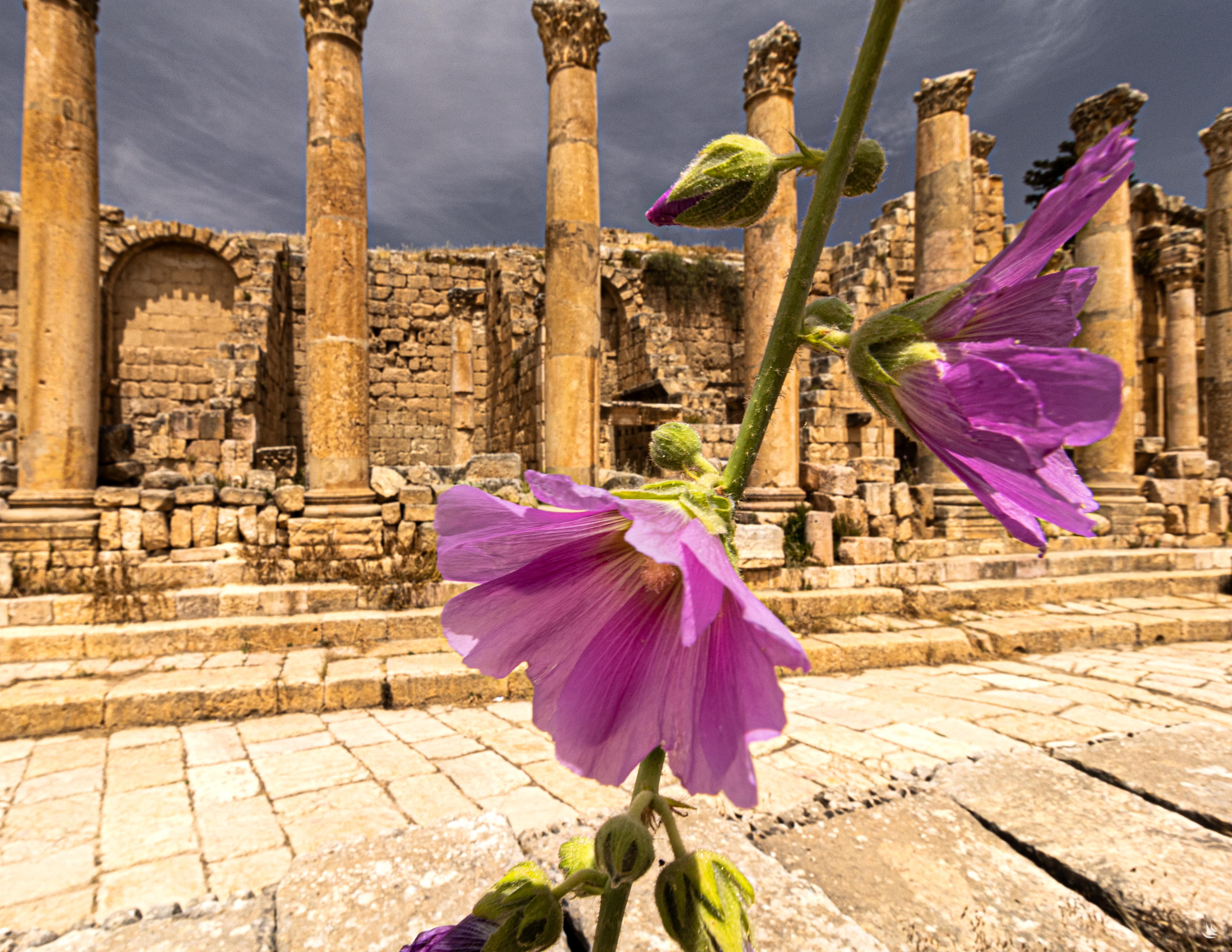 Flower Fridays - Canon Community
