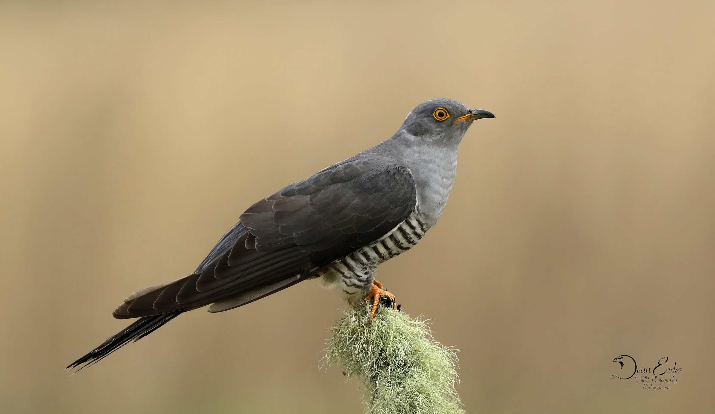 Cuckoo's - Canon Community