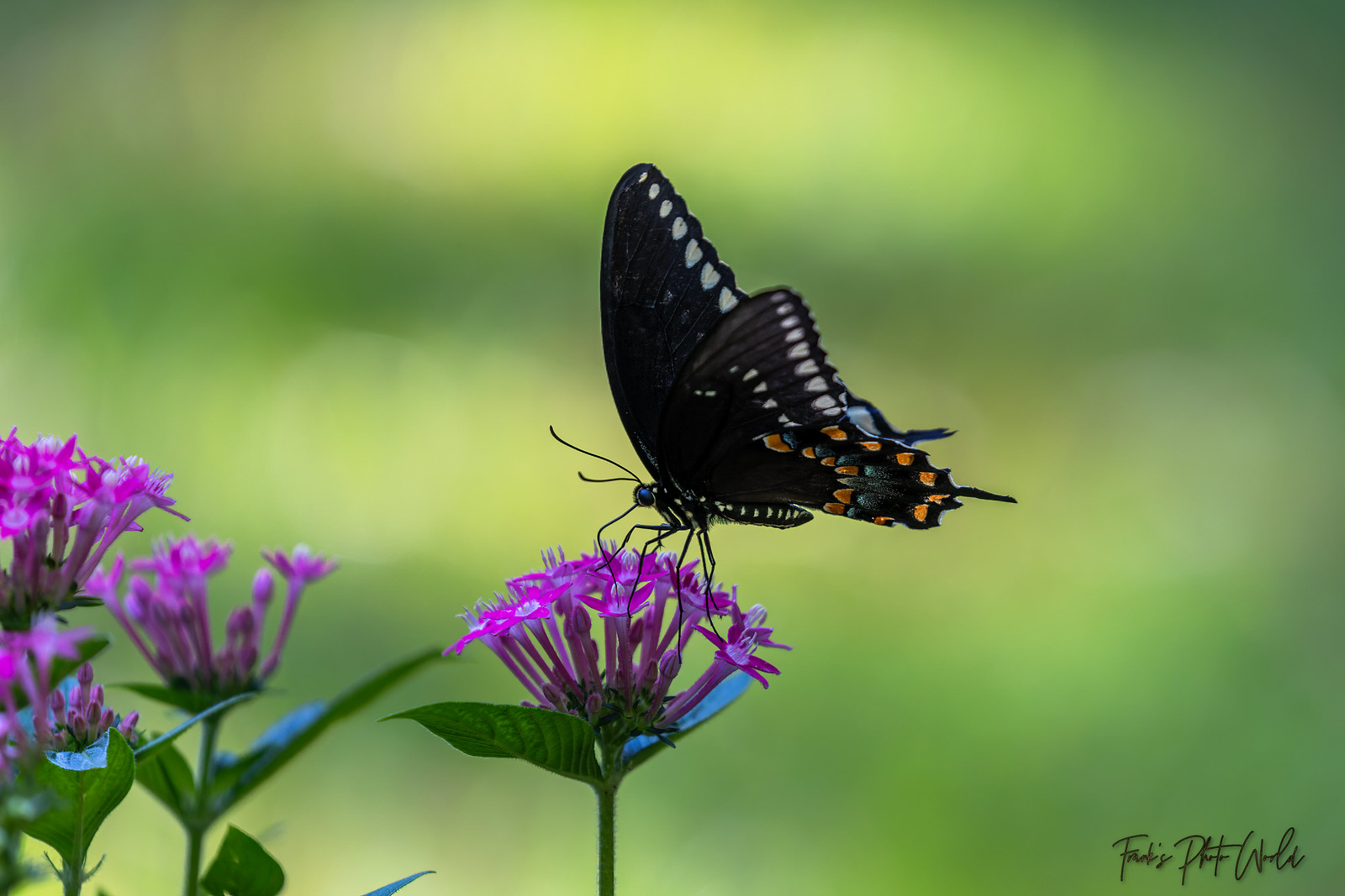 Butterfly - Canon Community