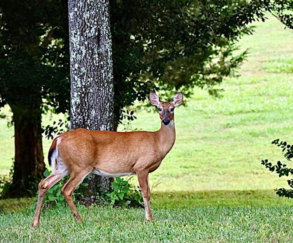 My first deer and likely its first photo - Canon Community