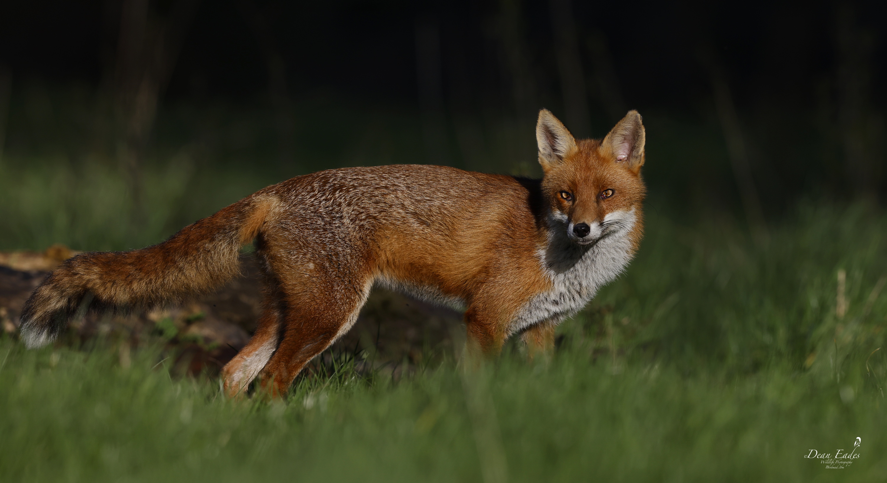 Fox - Canon Community