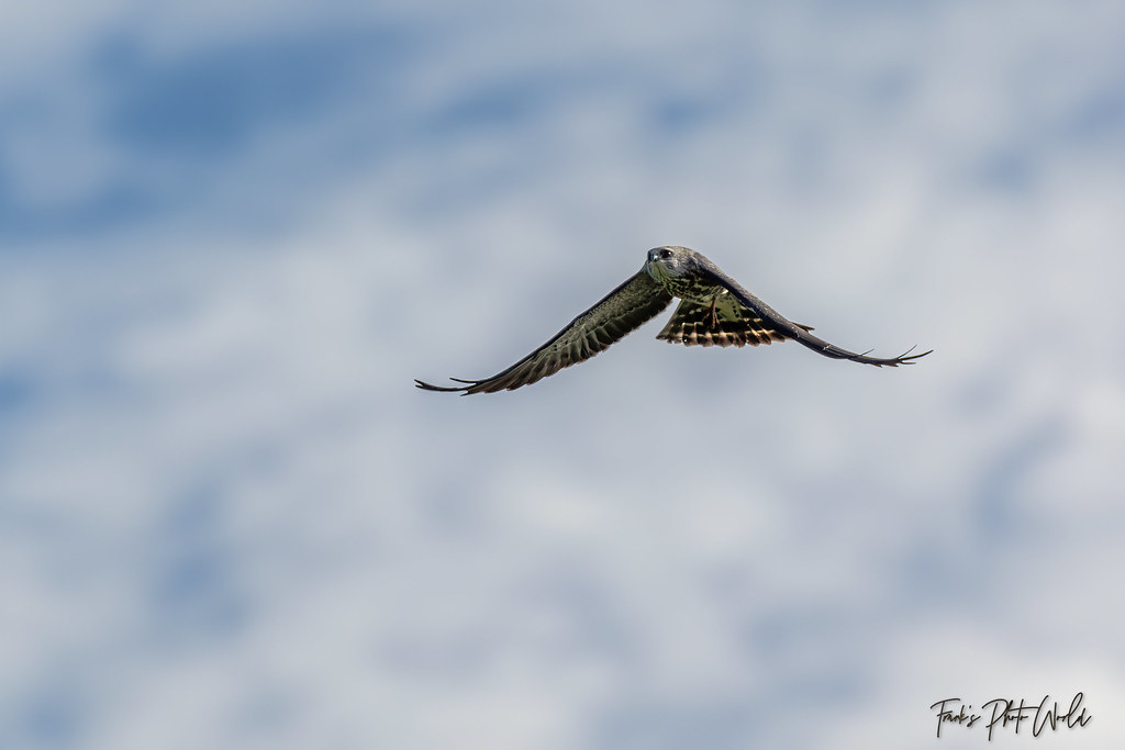 Hawk in flight - Canon Community