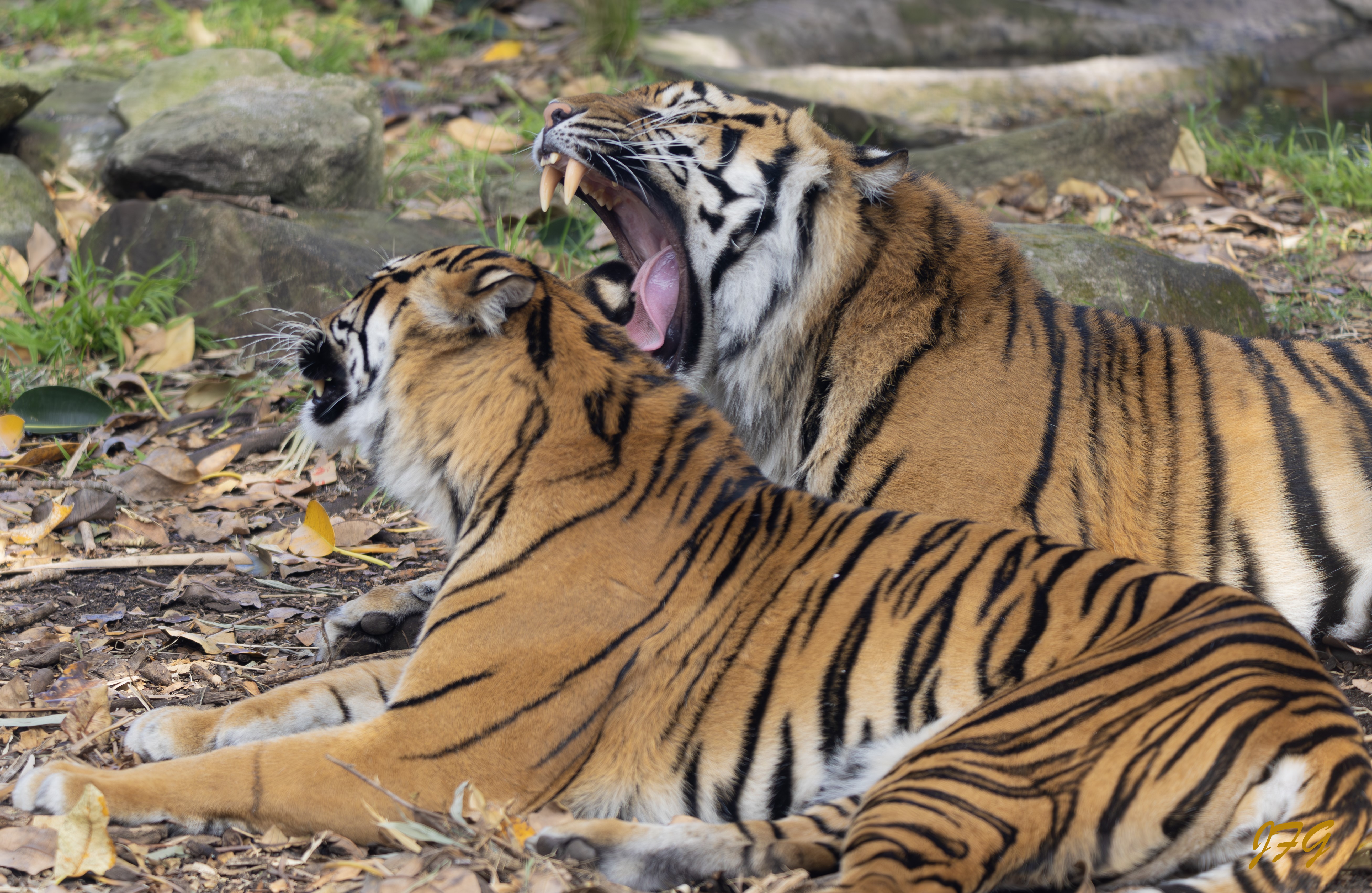 Sumatran tigers at Taronga, Australia. Mating se... - Canon Community