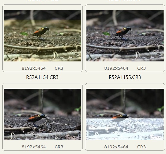Solved: EOS R5 Mark II issues with colors and corrupted im... - Canon ...