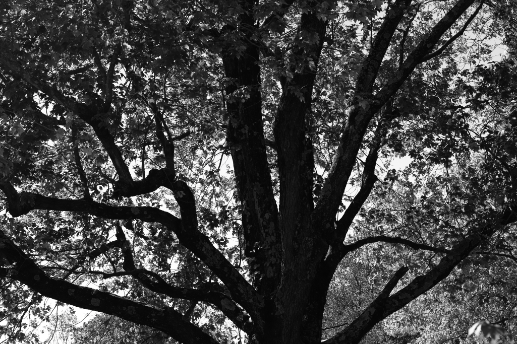 A tree - Canon Community
