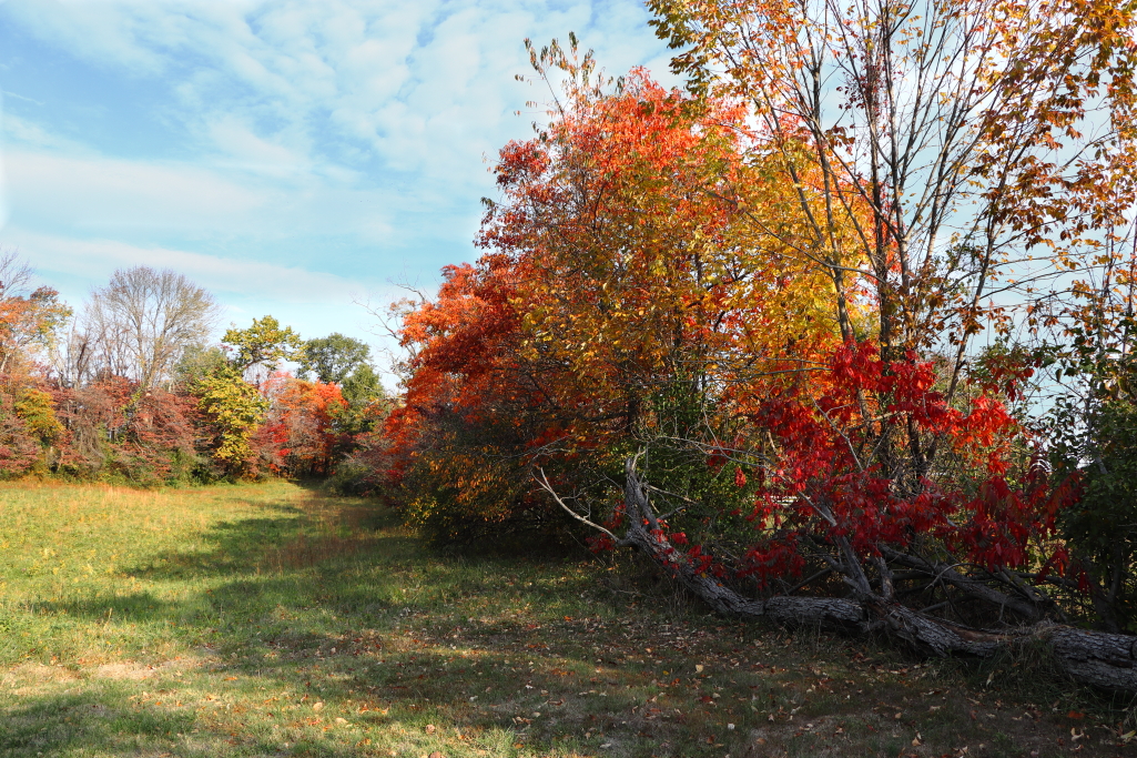 A little fall color - Canon Community