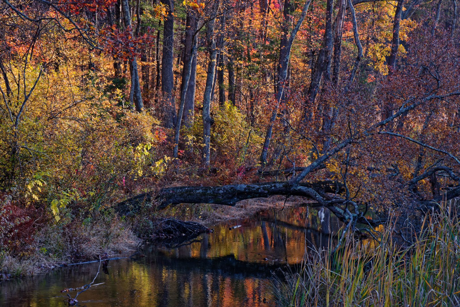 The Serenity of Fall - Canon Community