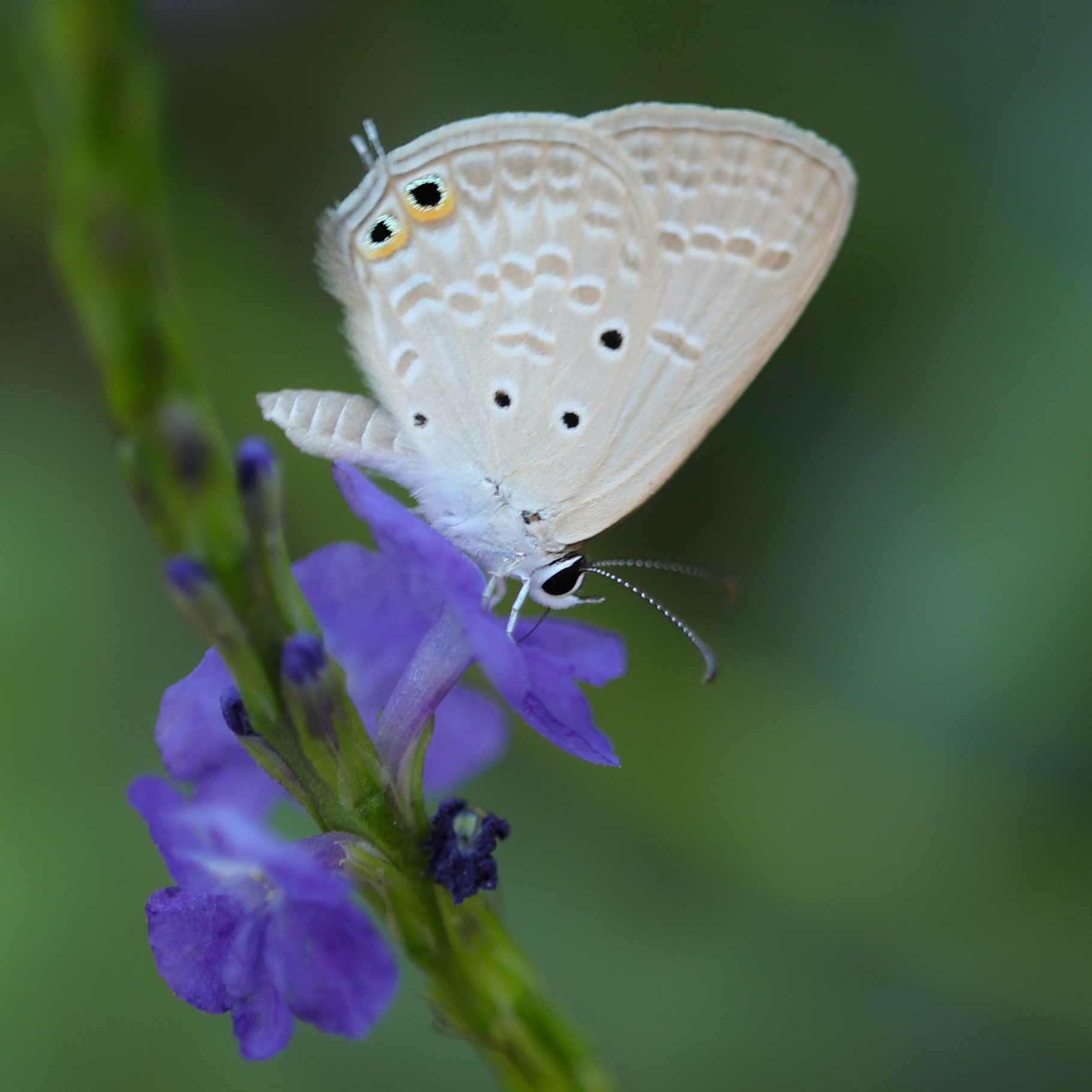 Butterfly - Canon Community