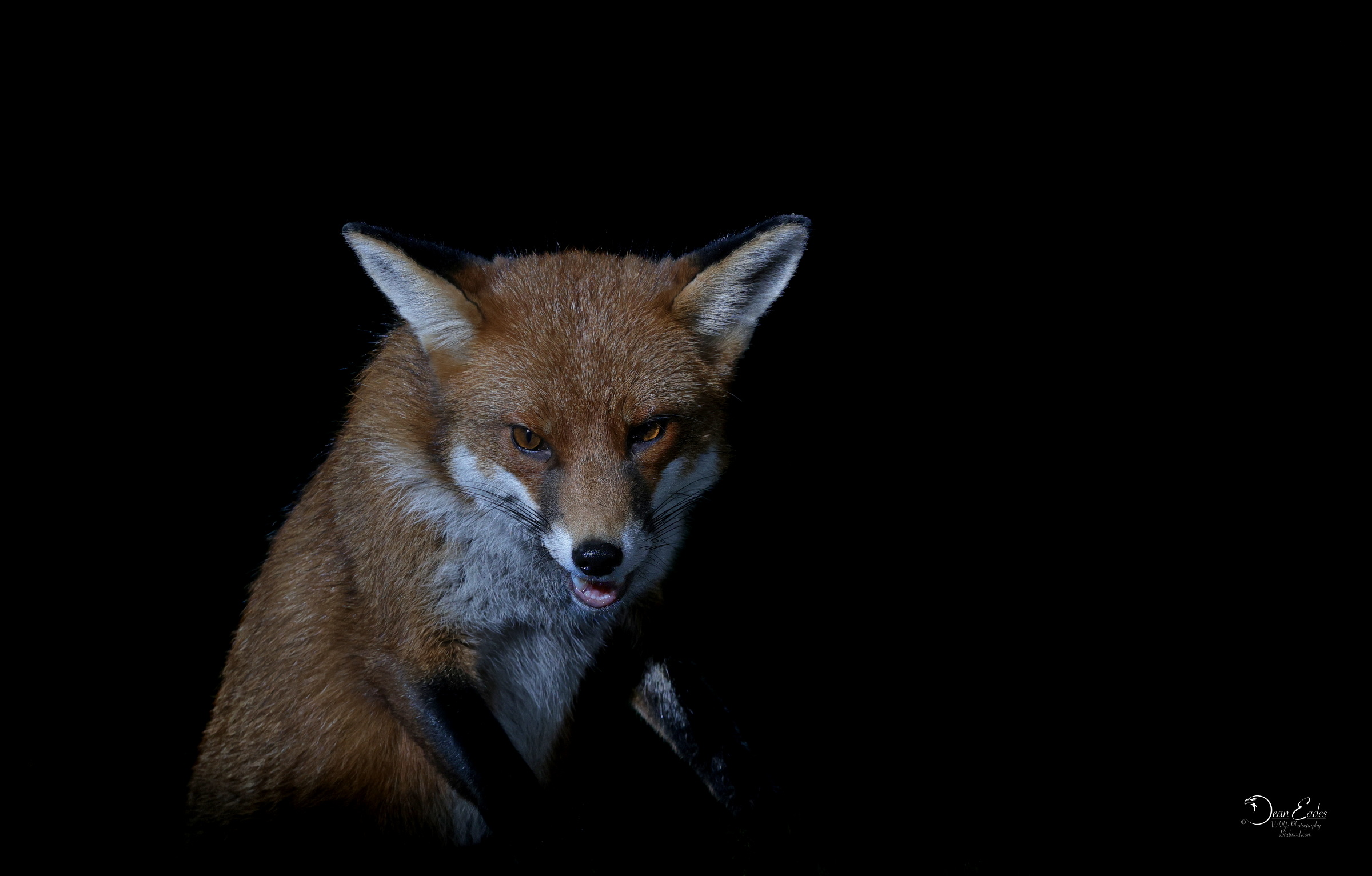 Fox - Canon Community