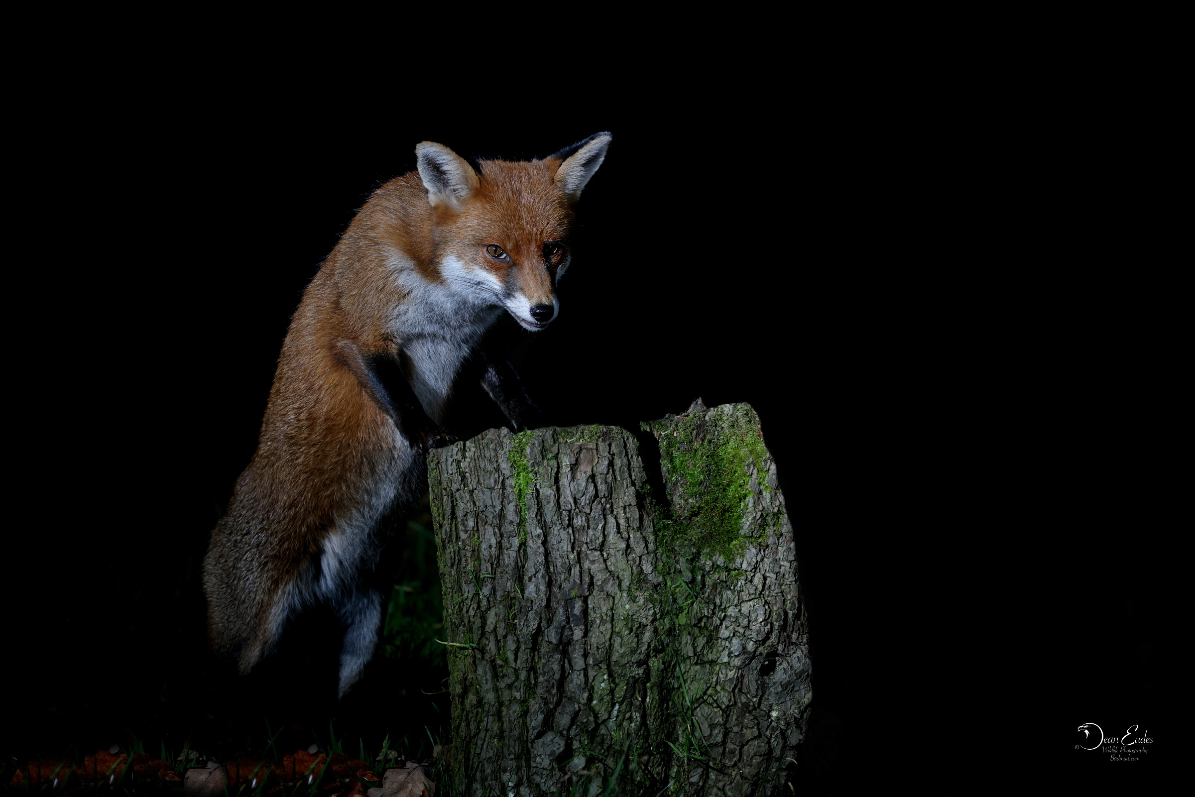 Fox - Canon Community