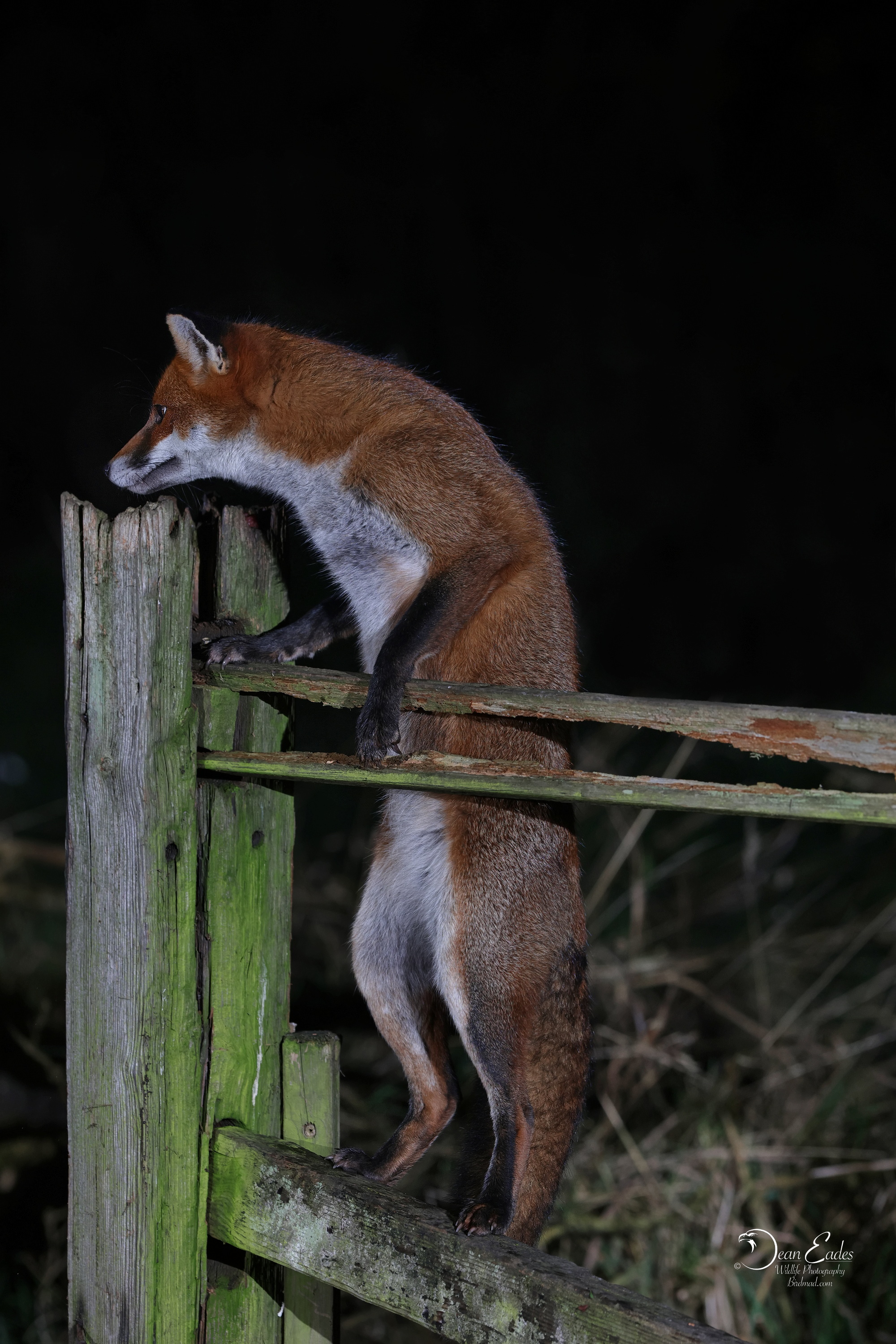 Fox - Canon Community