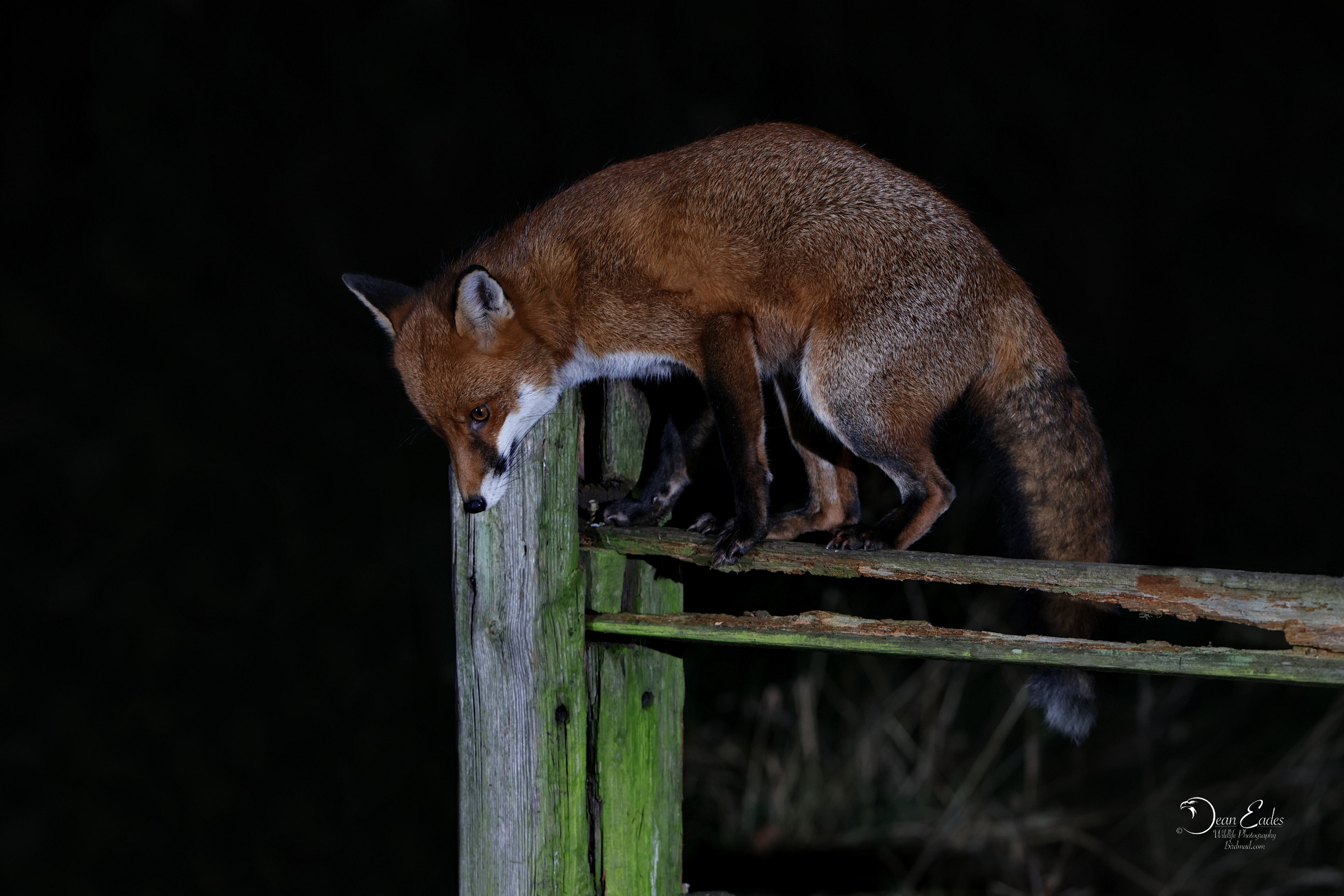 Fox - Canon Community