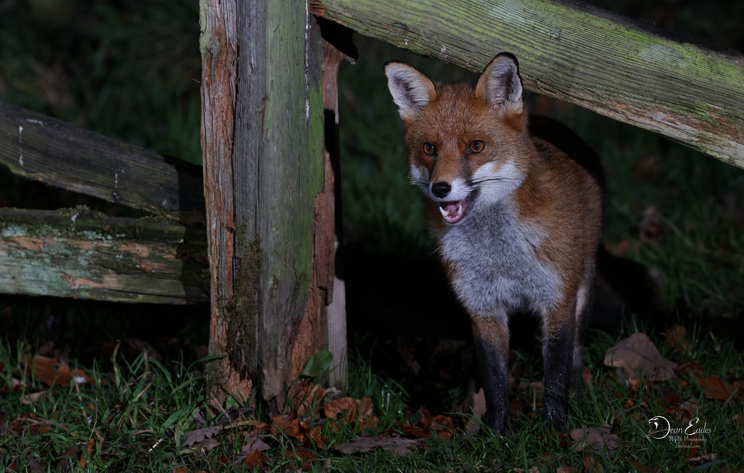 Fox - Canon Community