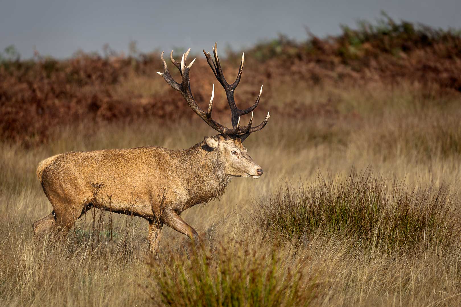 Red deer stag on the move - Canon Community