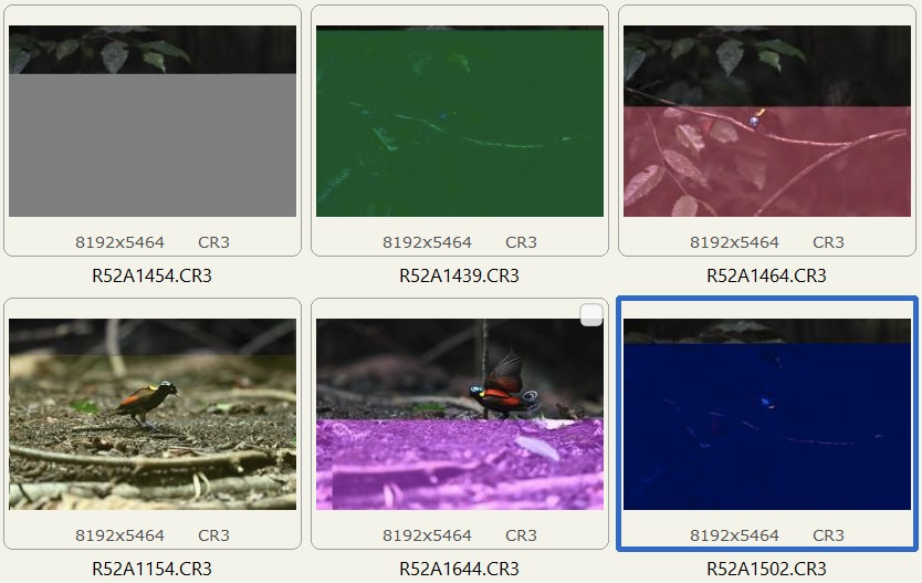 Solved: EOS R5 Mark II issues with colors and corrupted im... - Canon ...