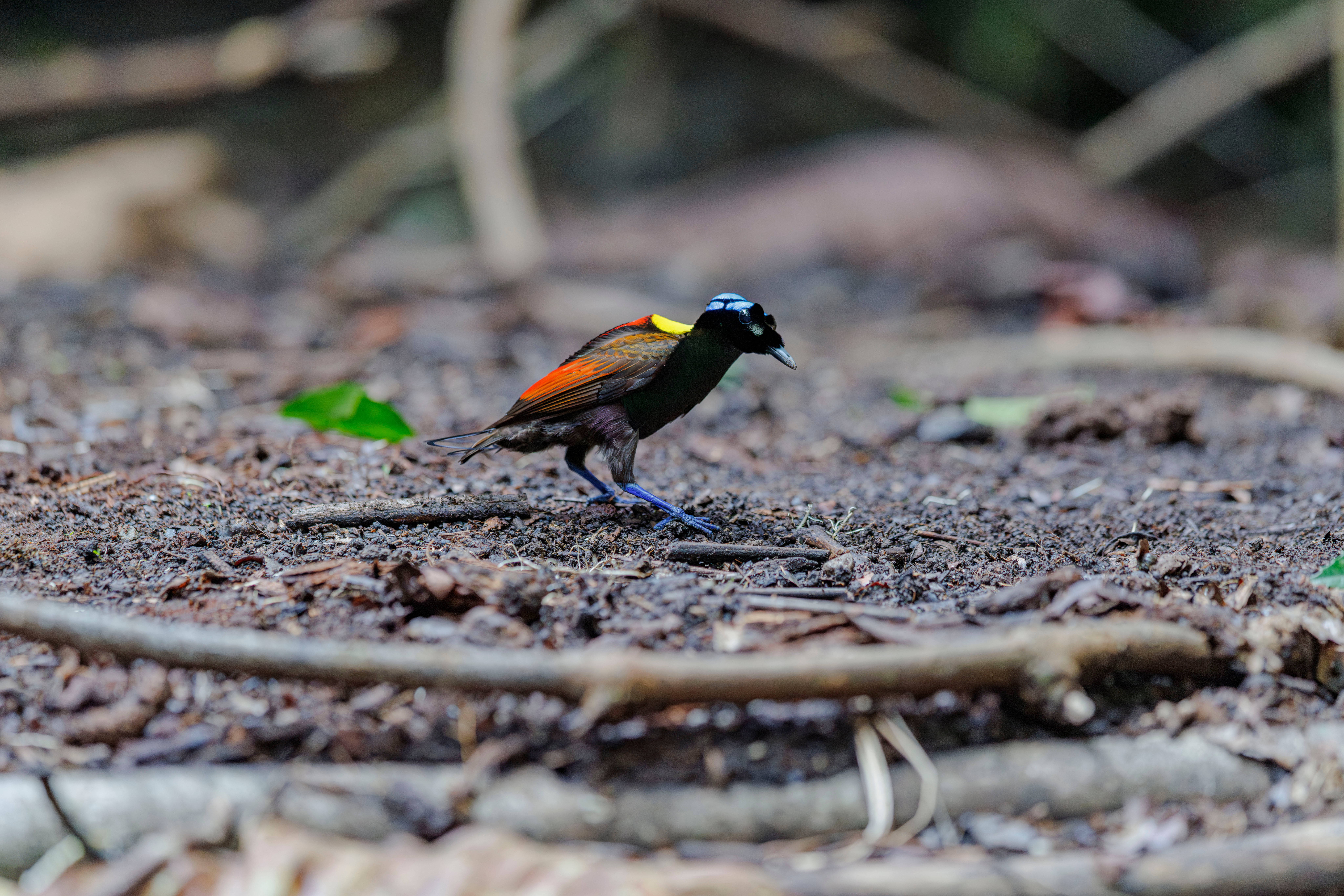 Solved: EOS R5 Mark II issues with colors and corrupted im... - Canon ...