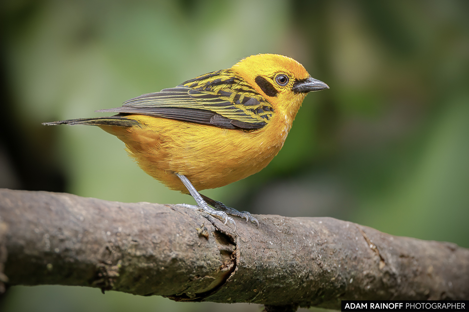 Photographing the Golden Tanager in Colombia’s And... - Canon Community