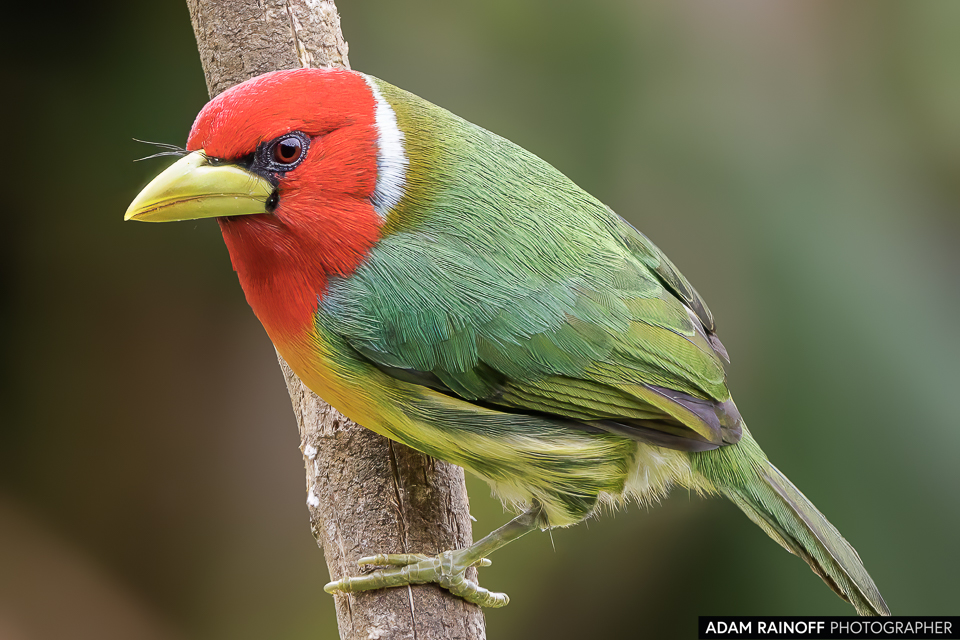 Solved: Capturing the Red-headed Barbet in the Colombian C... - Canon ...