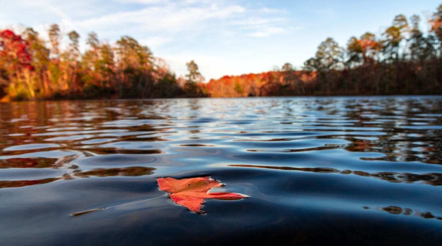 Fall Foliage - Canon Community
