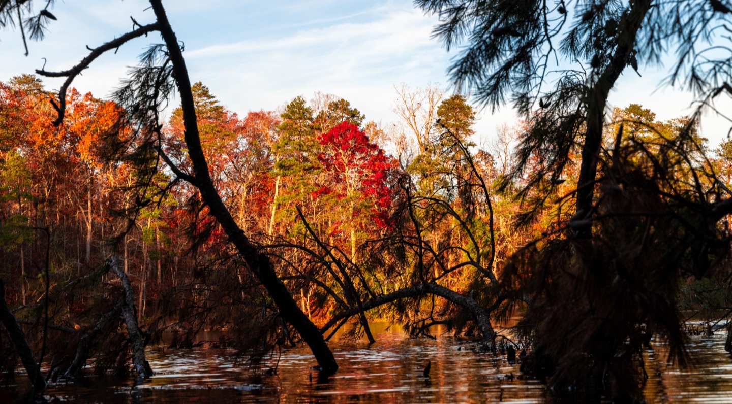 Fall Foliage - Canon Community
