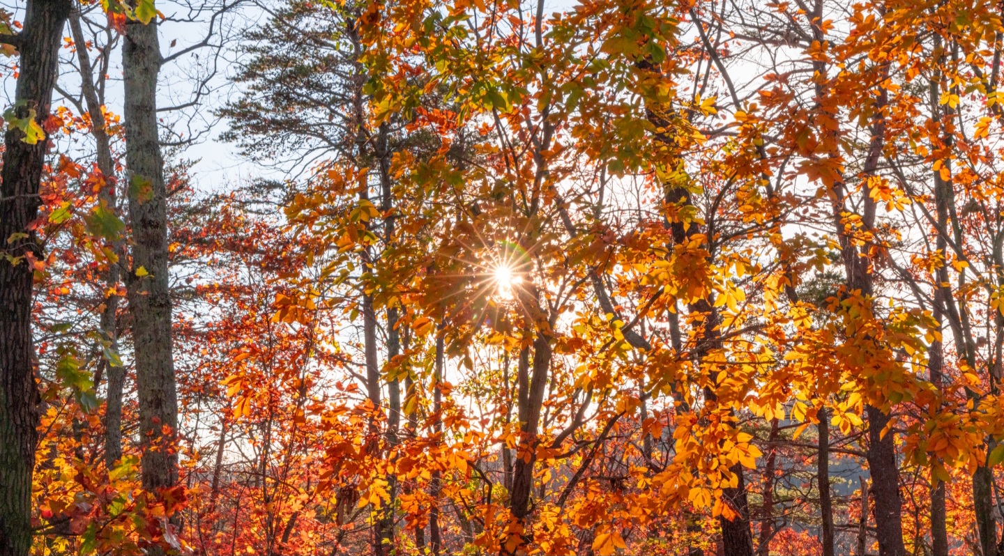 Fall Foliage - Canon Community