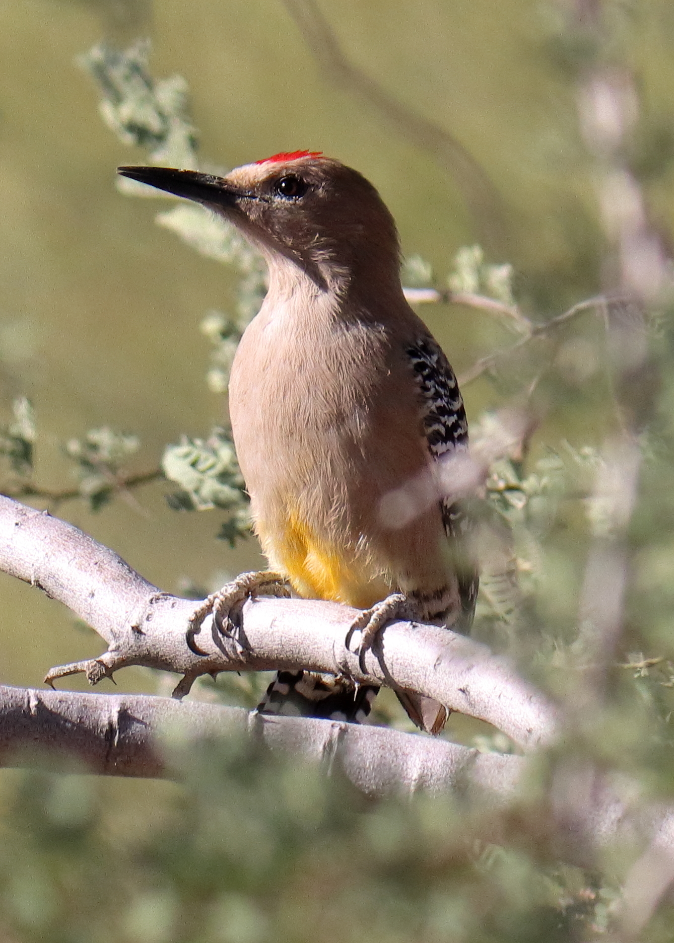 Peachy Faced Love Birds & Gila Woodpecker - Canon Community