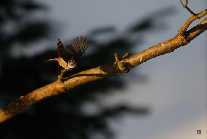 EOS R5 Mark II, precapture and bird flying from a ... - Canon Community