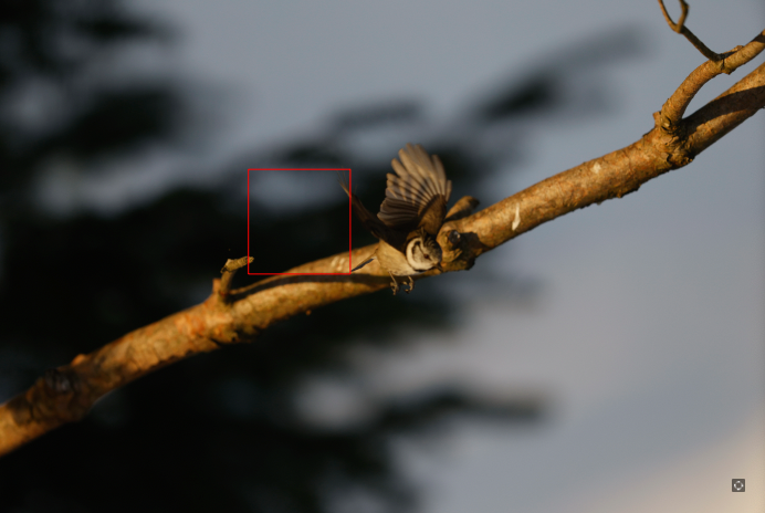 EOS R5 Mark II, precapture and bird flying from a ... - Canon Community
