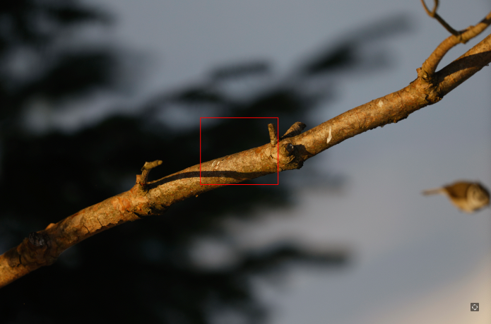 EOS R5 Mark II, precapture and bird flying from a ... - Canon Community