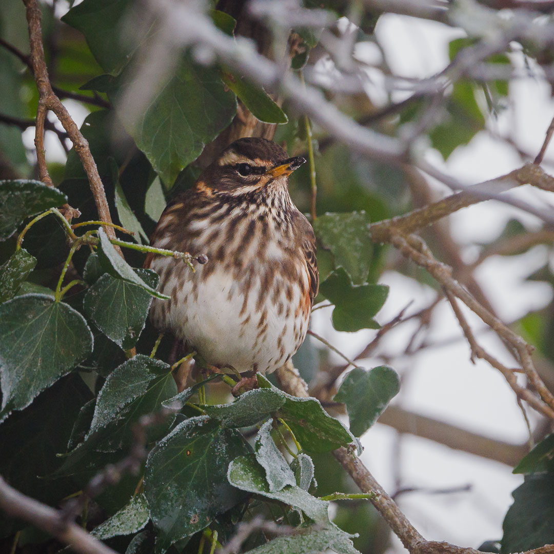 Redwing - Canon Community