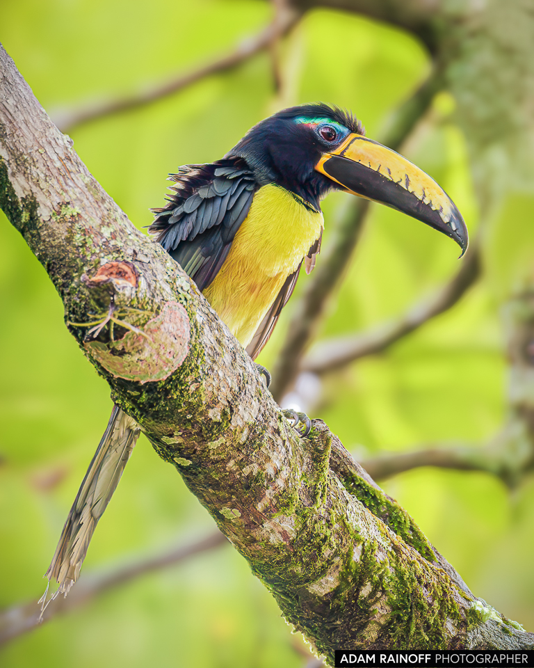 Capturing the Lettered Aracari in Restrepo, Meta, ... - Canon Community