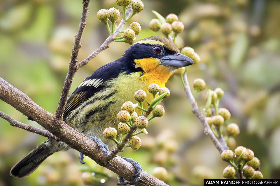 Capturing the Gilded Barbet in Restrepo, Meta, Col... - Canon Community
