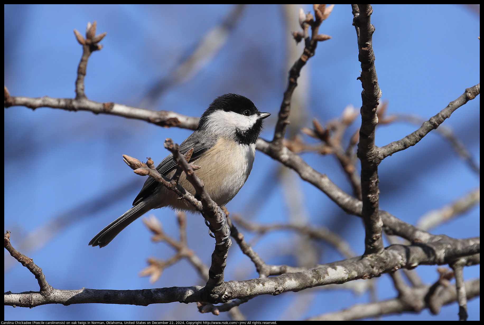 Chickadee - Canon Community