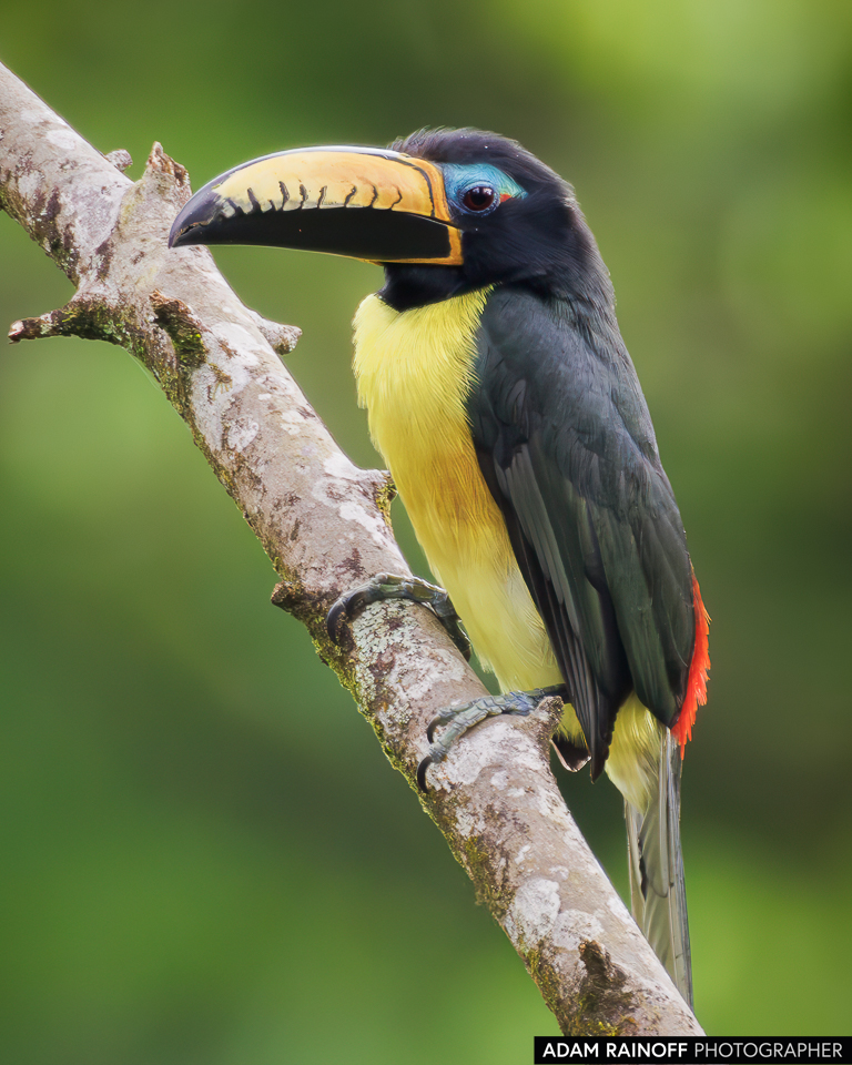LETTERED ARACARI (PTEROGLOSSUS INSCRIPTUS) CAPTURE... - Canon Community