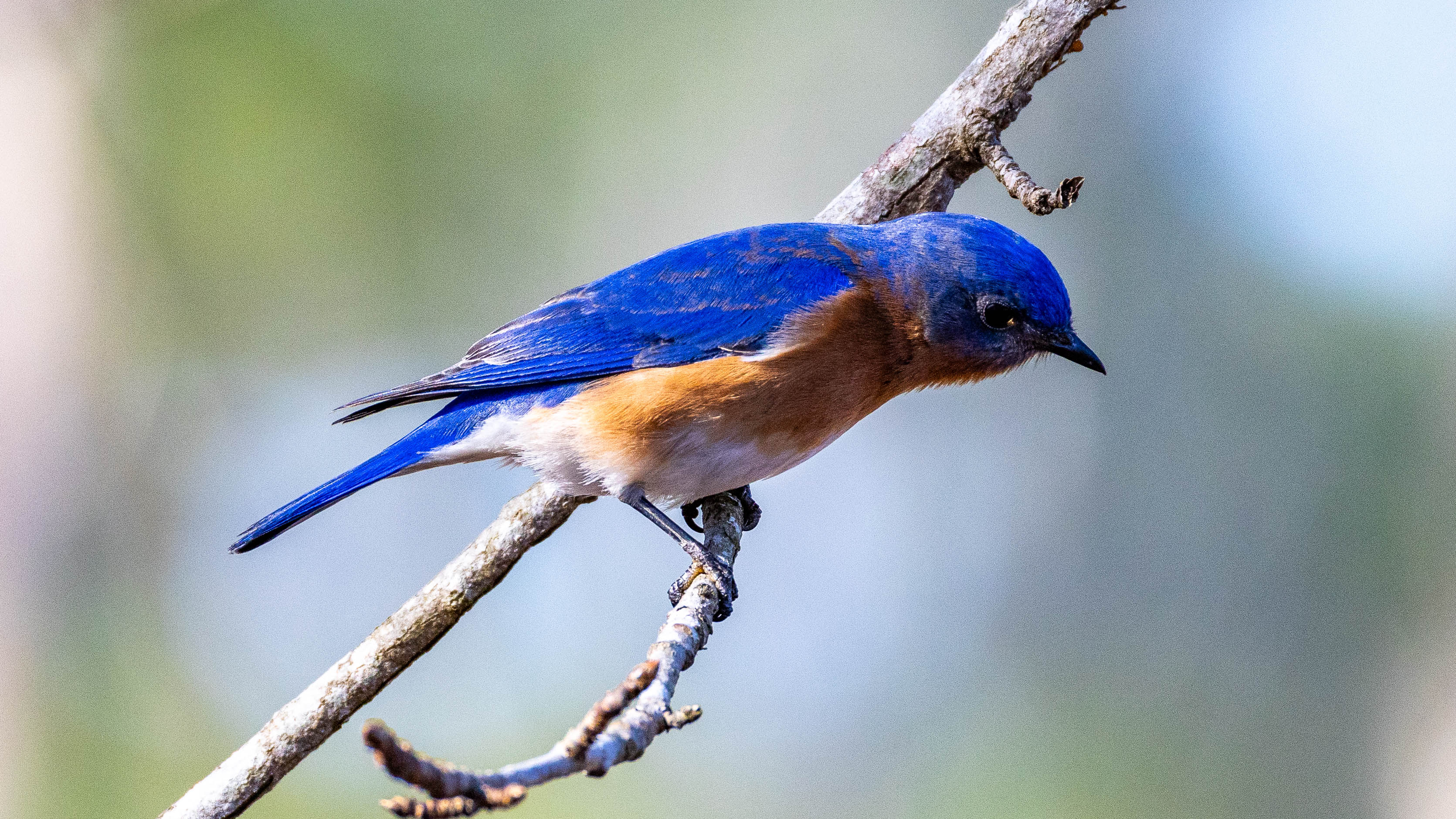 Assorted Birds - Canon Community