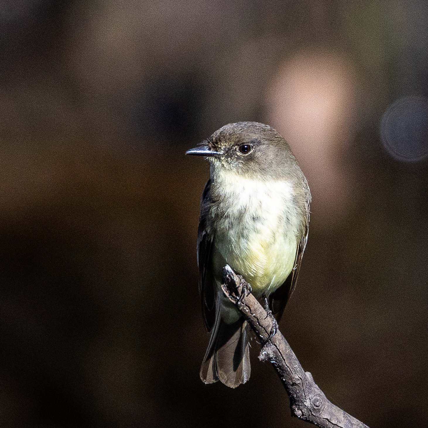 Assorted Birds - Canon Community