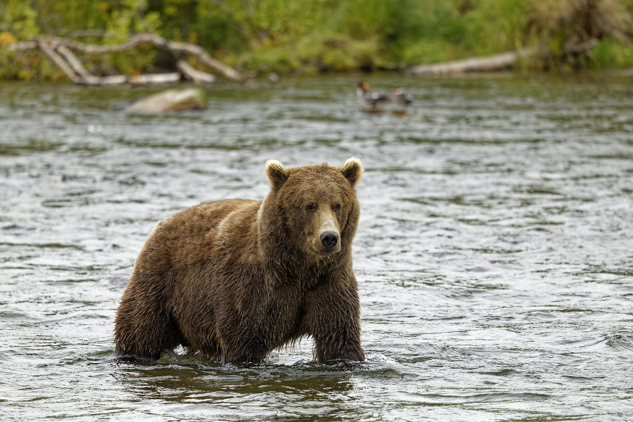 Brown Bears of Brooks Falls - Canon Community