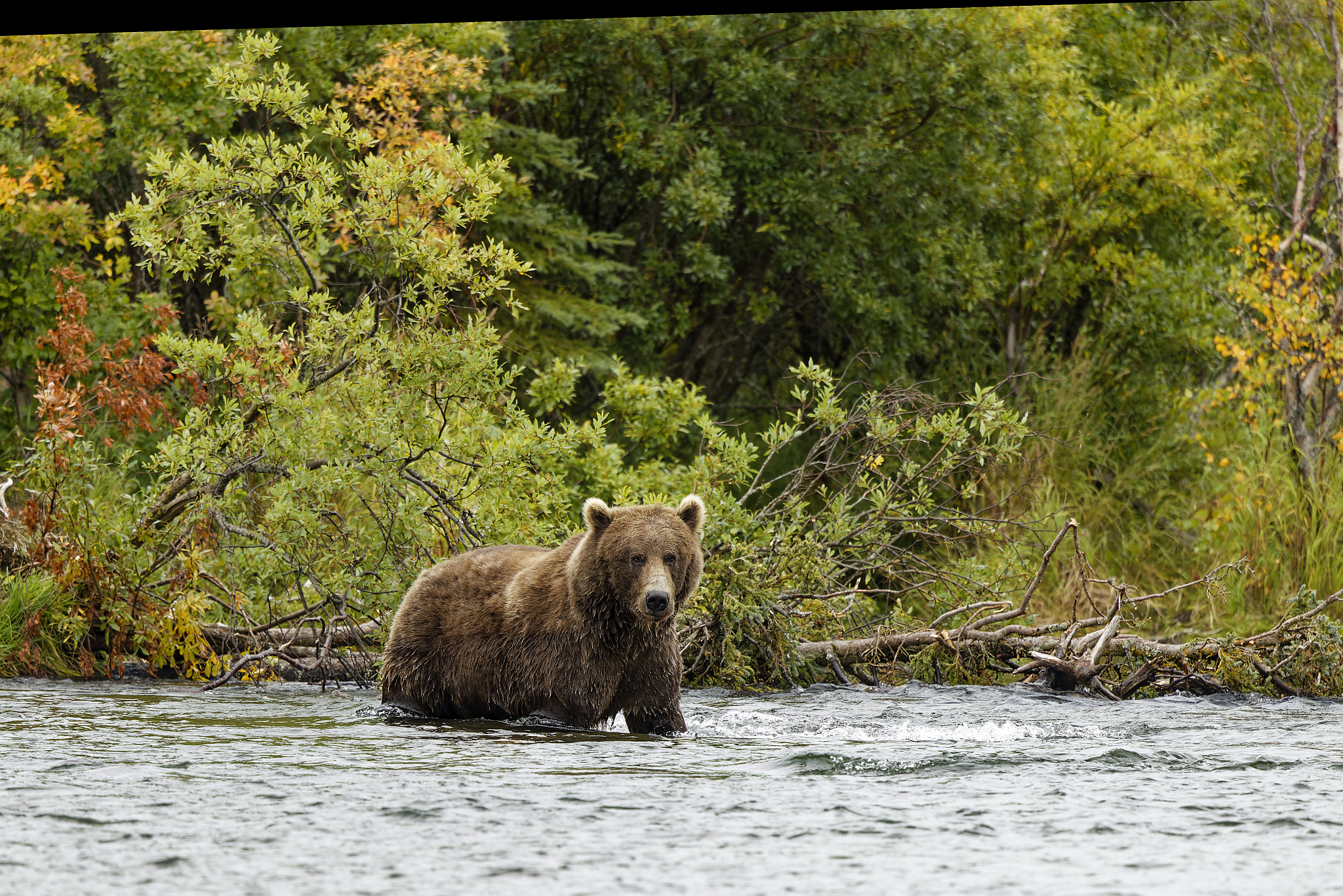 Brown Bears of Brooks Falls - Canon Community
