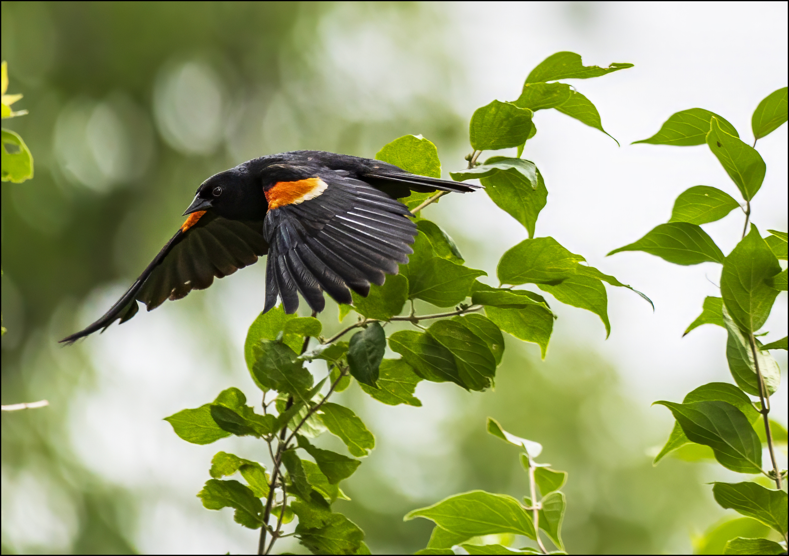 Wildlife camera: EOS R5 vs R6 vs R6 Mark II - Canon Community