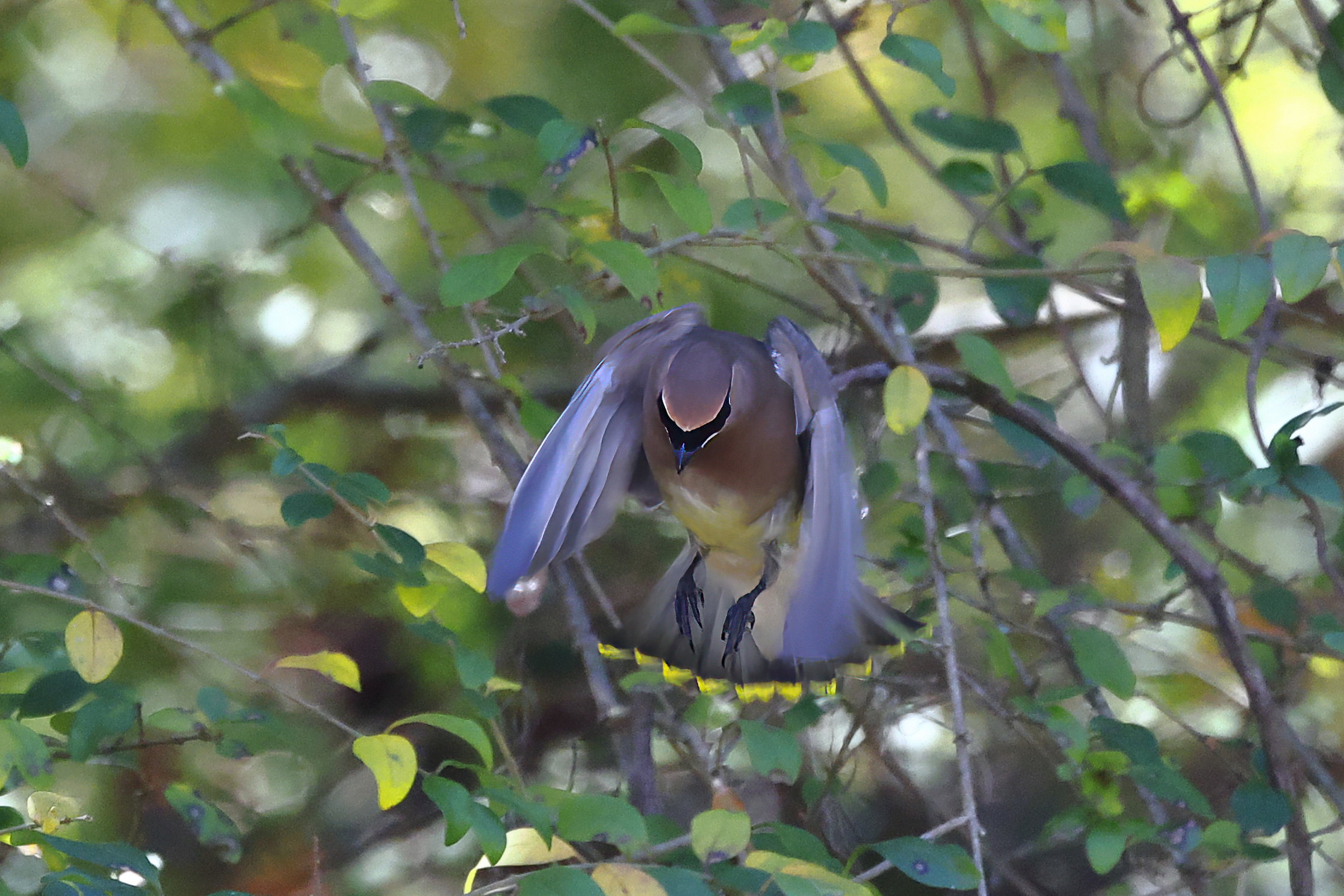 Wildlife camera: EOS R5 vs R6 vs R6 Mark II - Canon Community