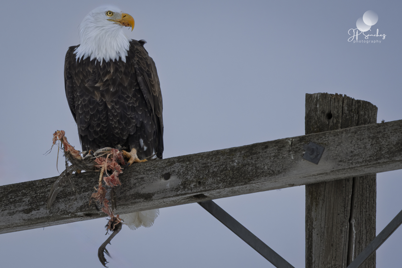 Bald Eagle - Canon Community