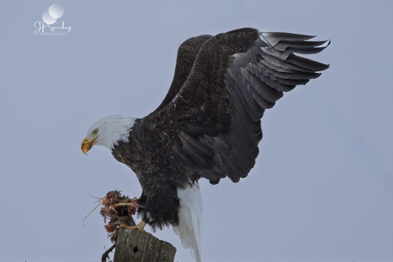 Bald Eagle - Canon Community