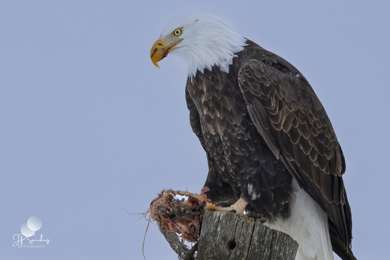 Bald Eagle - Canon Community