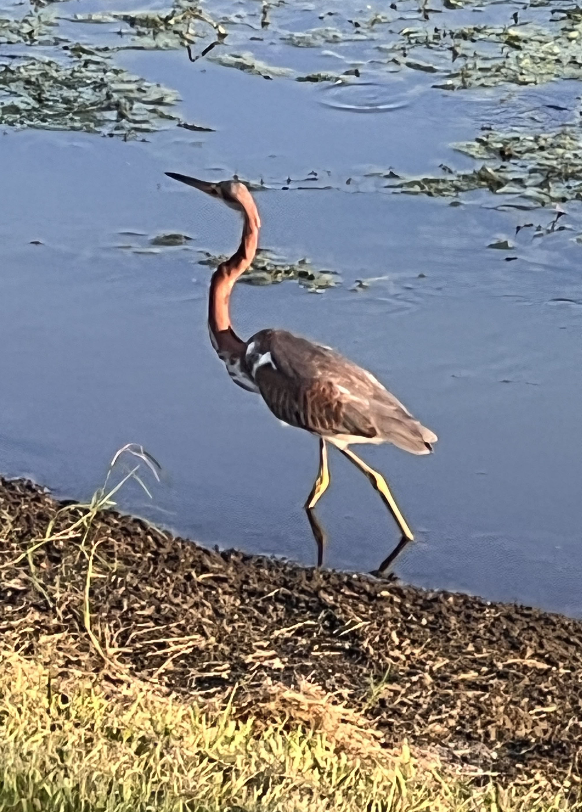 Birds of Central Florida - Canon Community