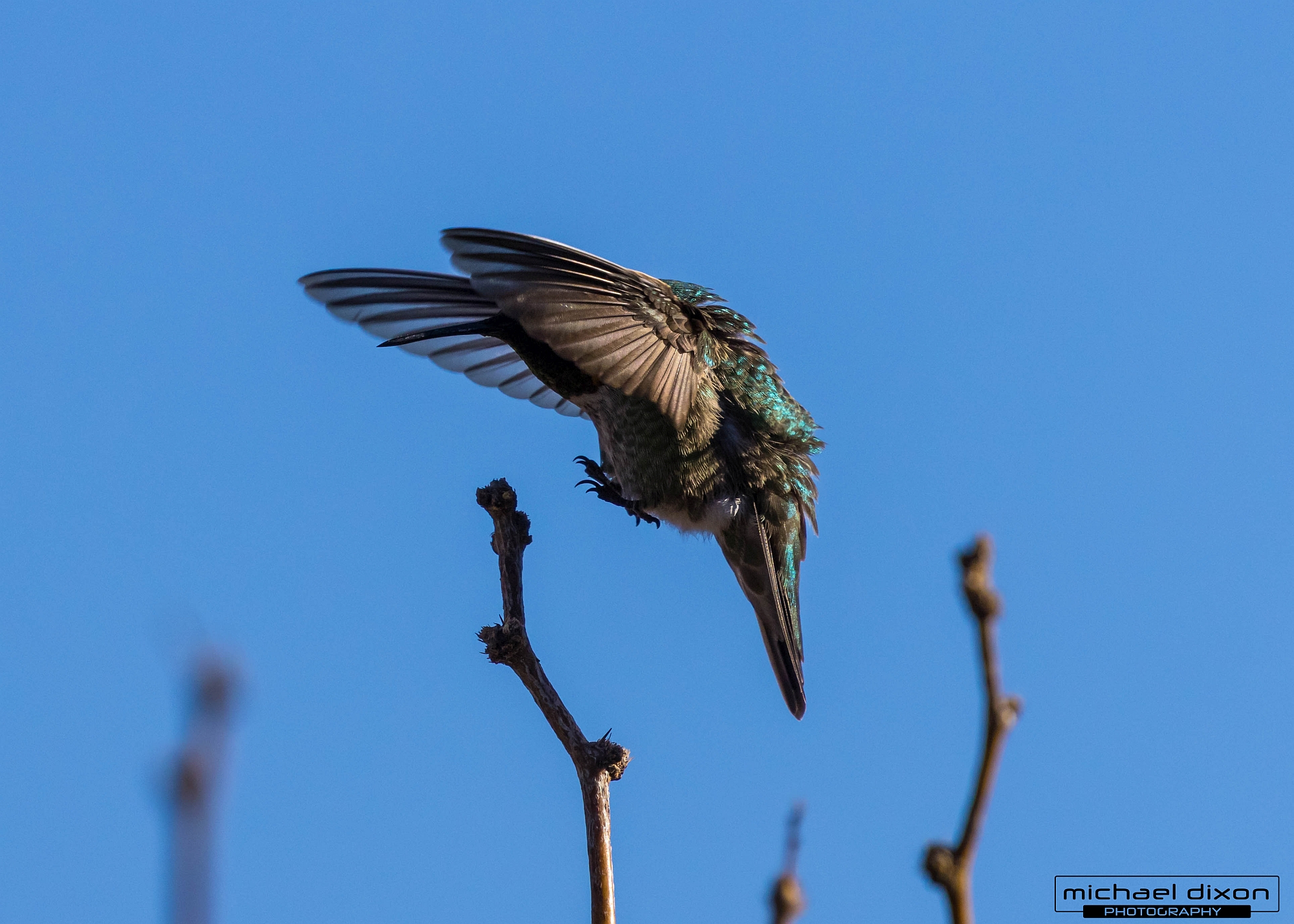 Male Anna's Hummingbird Mating Dance - Canon Community
