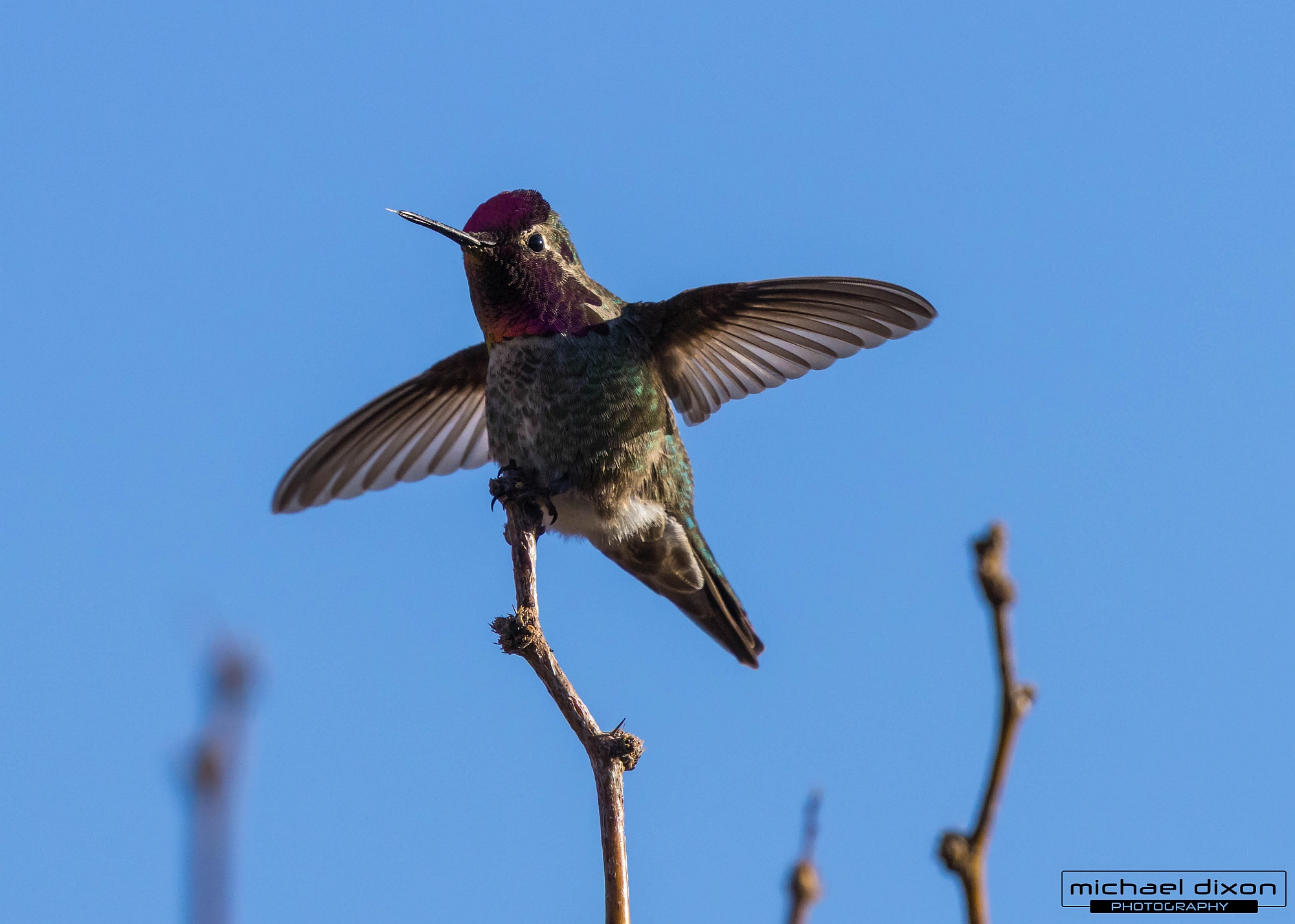 Male Anna's Hummingbird Mating Dance - Canon Community