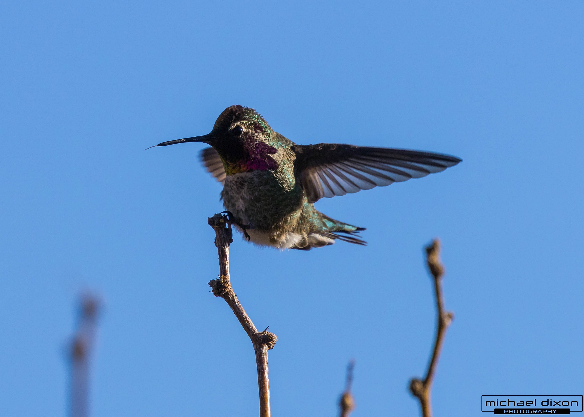 Male Anna's Hummingbird Mating Dance - Canon Community
